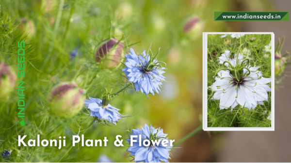 What is Kalonji Seeds? Kalonji Seeds Benefits - Indian Seeds