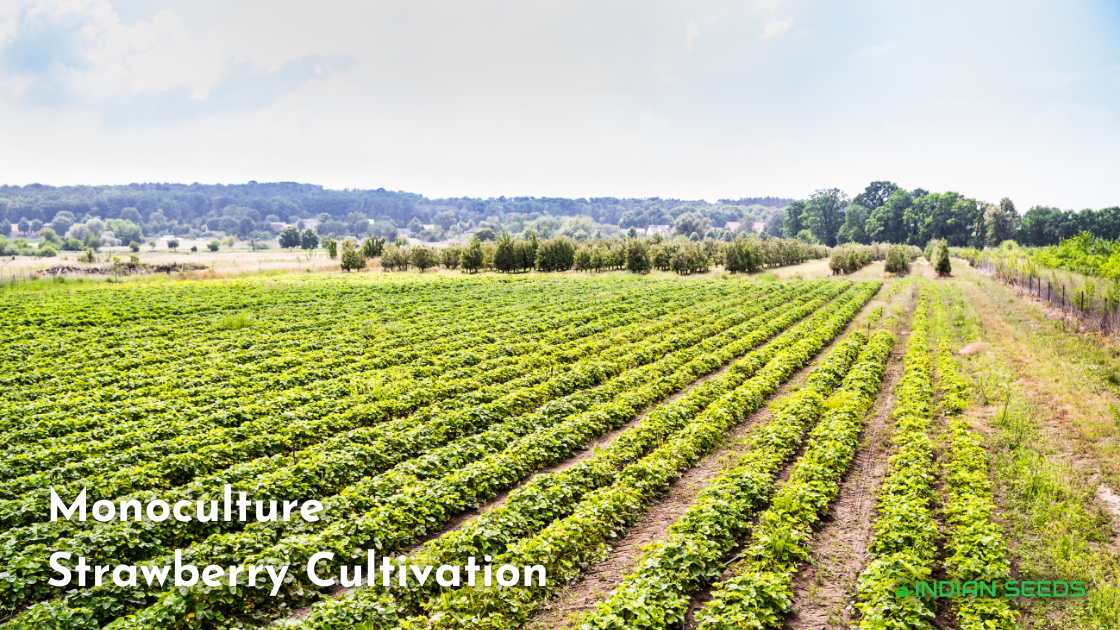 Modern Agriculture practices 2021 and their benefits - Indian Seeds