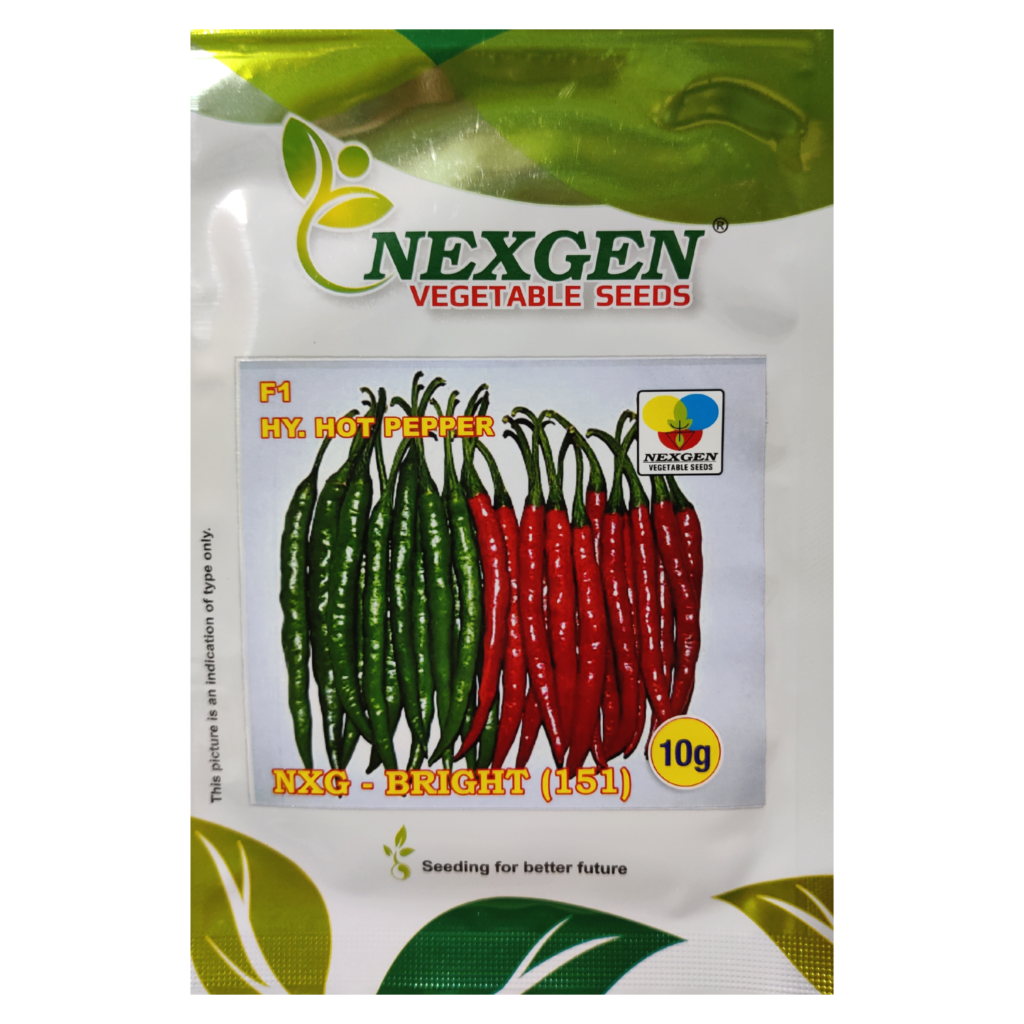 Nexgen Hybrid Hot Pepper Seeds - Bright 151 (10g) - Indian Seeds Indian ...