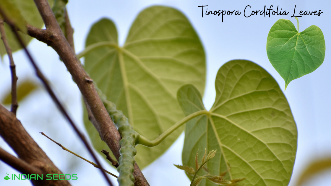 What is Tinospora Cordifolia? What are its benefits? - Indian Seeds
