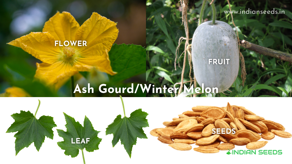 What Is Ash Gourd? Complete guide to Ash Gourd benefits - Indian Seeds