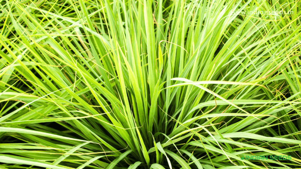 Guide for Growing Lemon Grass from Seeds - Indian Seeds