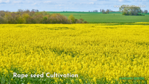 What is Rape Seed? Uses, Benefits and Cultivation - Indian Seeds