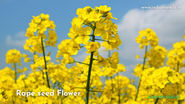 What is Rape Seed? Uses, Benefits and Cultivation - Indian Seeds