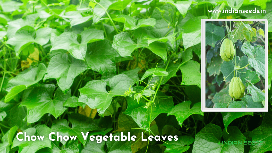 Chow Chow Vegetable - Chayote Complete Info - Indian Seeds