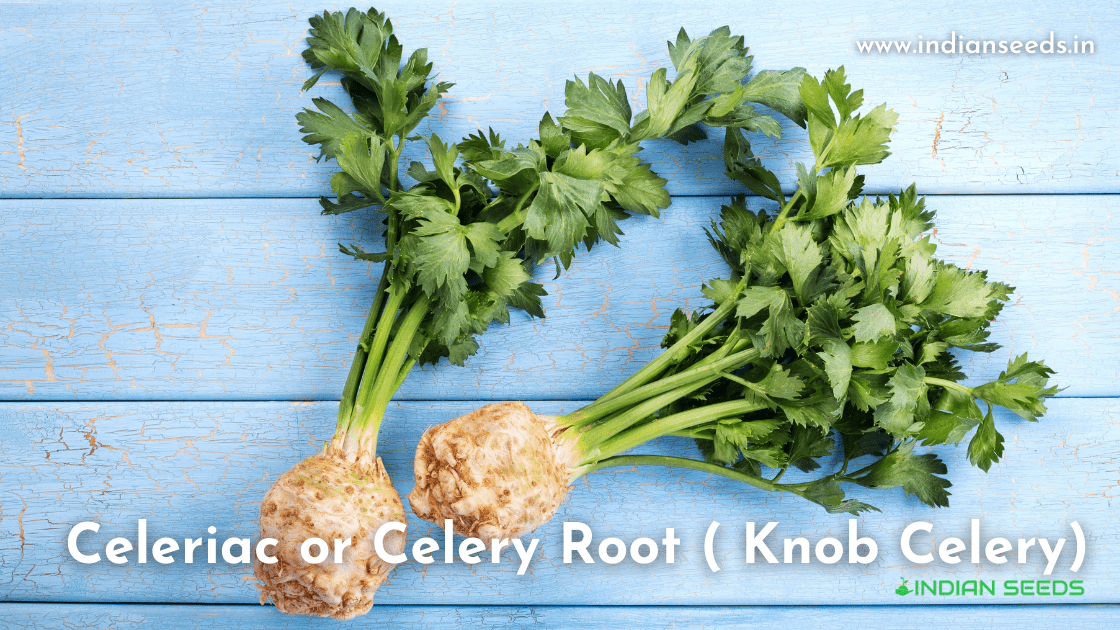 What is Celery? Celery Vegetable Benefits - Indian Seeds