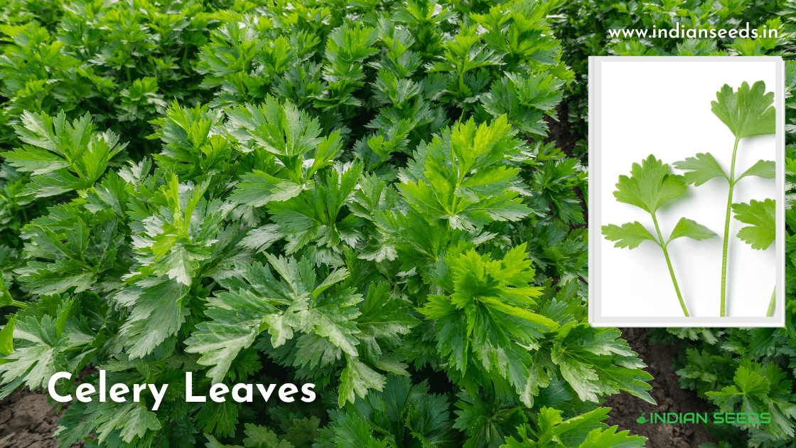What is Celery? Celery Vegetable Benefits - Indian Seeds