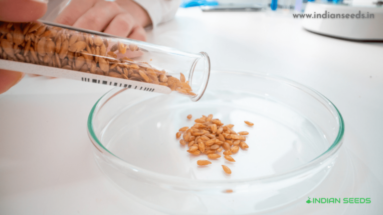 Role of Seeds Quality in Farming - Indian Seeds