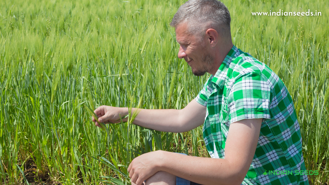 Seed Certification System in India - Indian Seeds