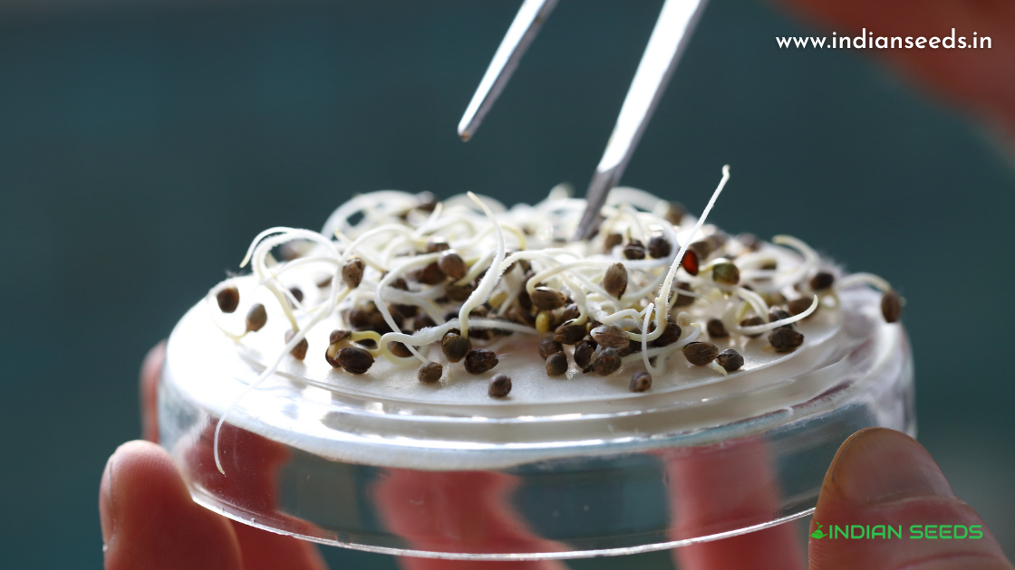 Seed Certification System in India - Indian Seeds