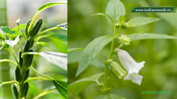 Sesame Seeds Complete Info with its benefits - Indian Seeds
