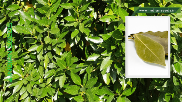 What is Bay Leaf? Bay Leaf Benefits - Indian Seeds