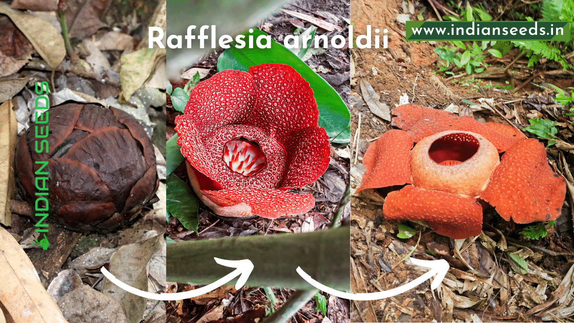 Largest Flower in the world-Rafflesia arnoldii - Indian Seeds