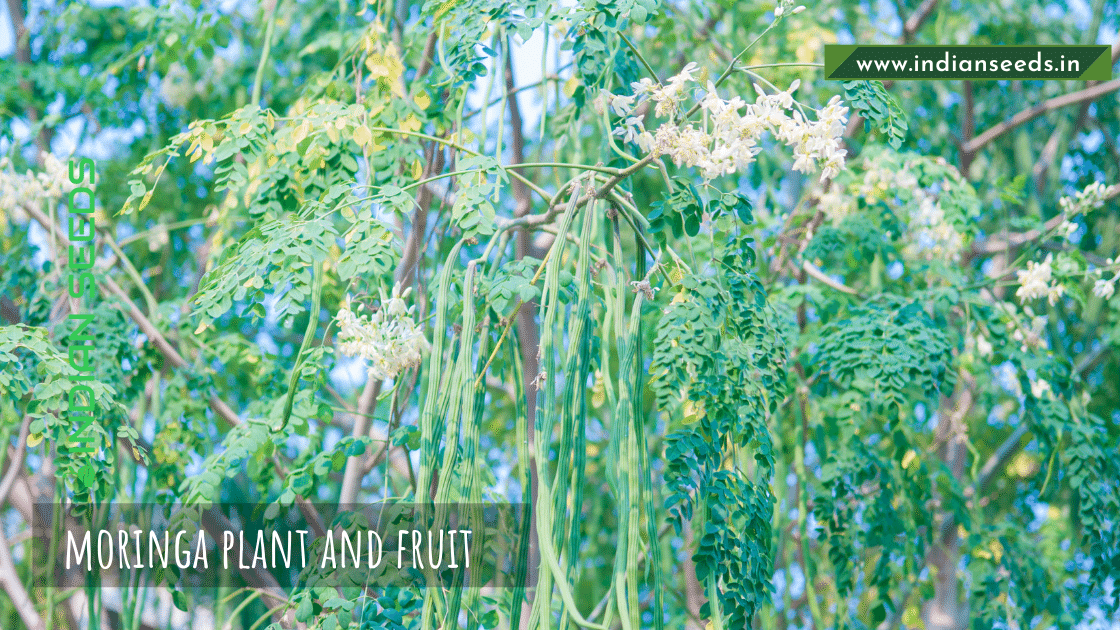Moringa Amazing Health Benefits and Moringa Powder Use - Indian Seeds