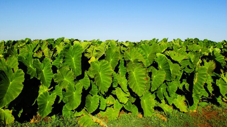 Kachalu Vegetable: A Hidden Gem in Indian Cuisine - Indian Seeds