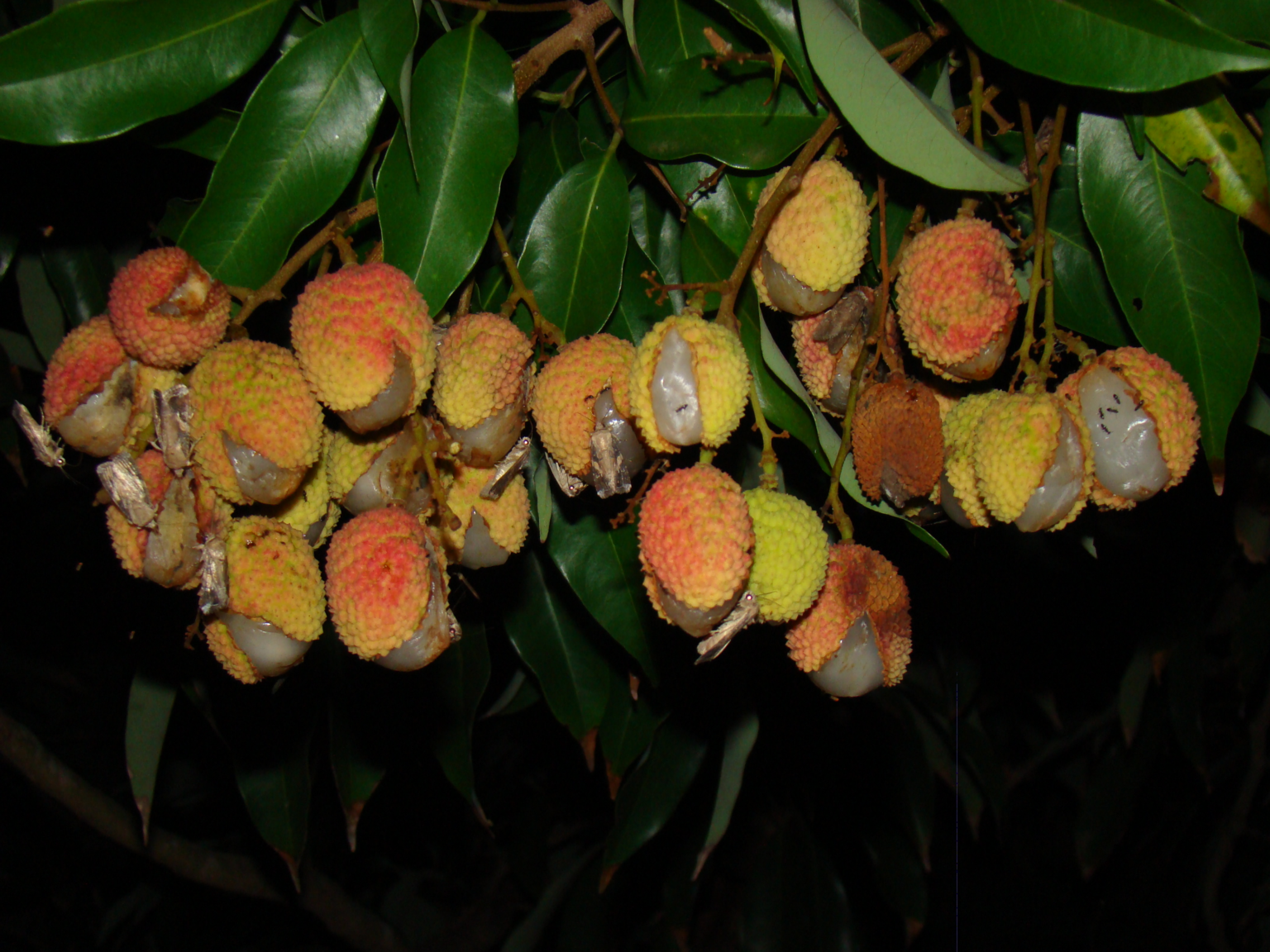 What is Fruit Cracking - Indian Seeds