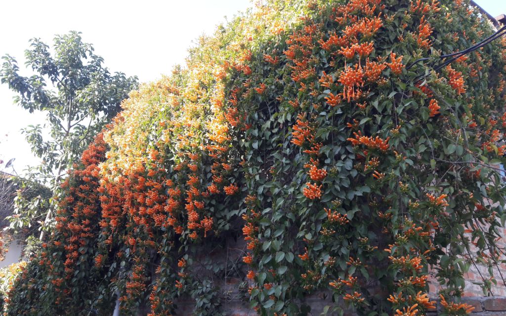 Top 10 Climber Plants for Terrace Gardening - Indian Seeds