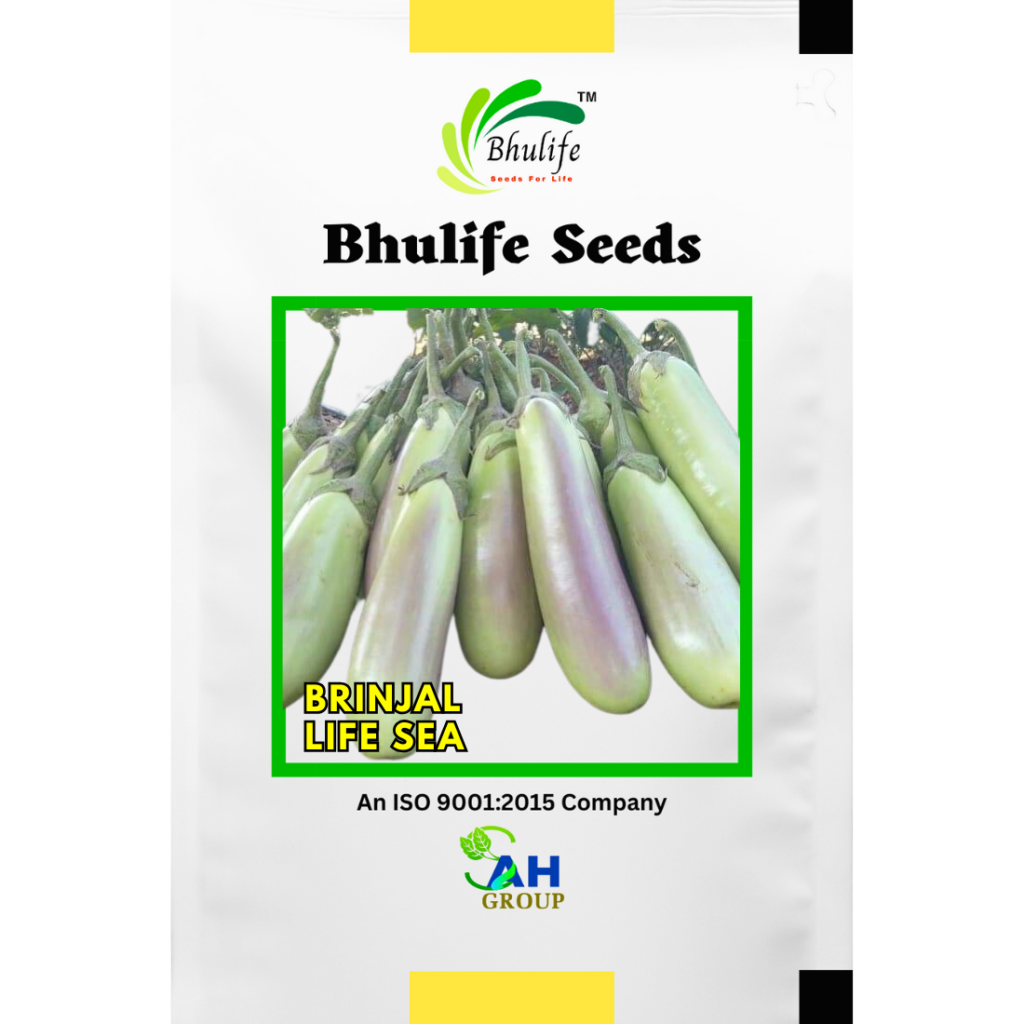 Brinjal Seeds - Indian Seeds