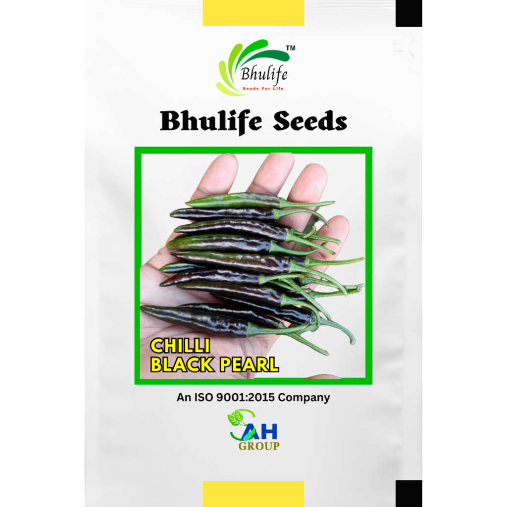 Bhulife Hybrid Chilli Seeds Black Pearl (10g) - Indian Seeds