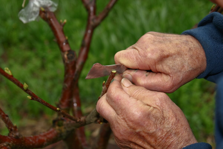 List of Plants Suitable for Grafting Technique - Indian Seeds
