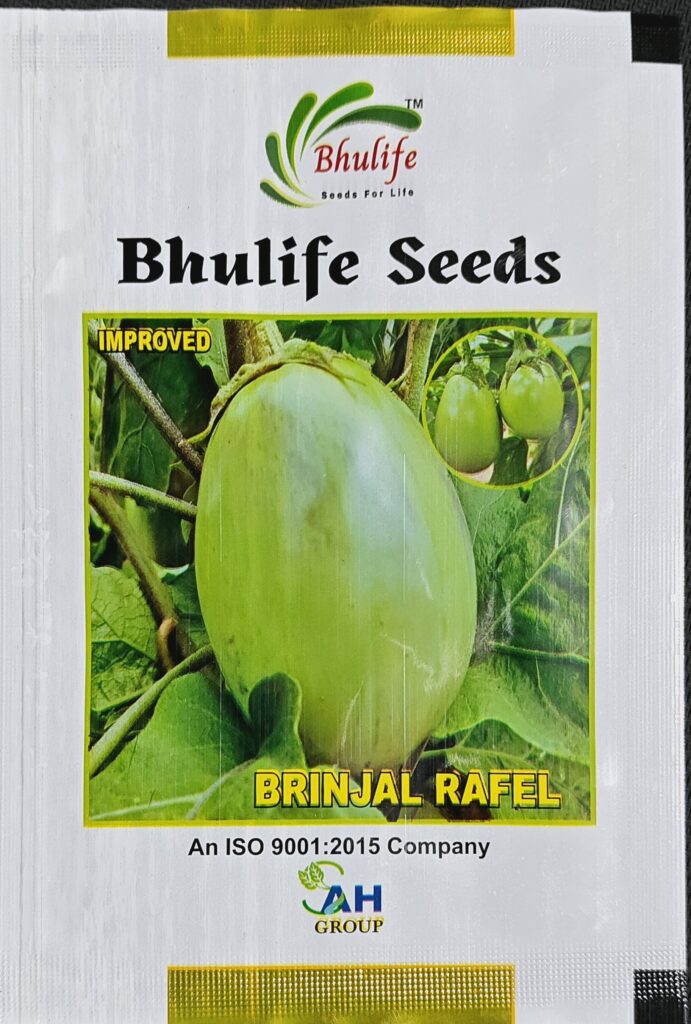 Brinjal Seeds Rafel Improved by Bhulife Seeds 10g - Indian Seeds